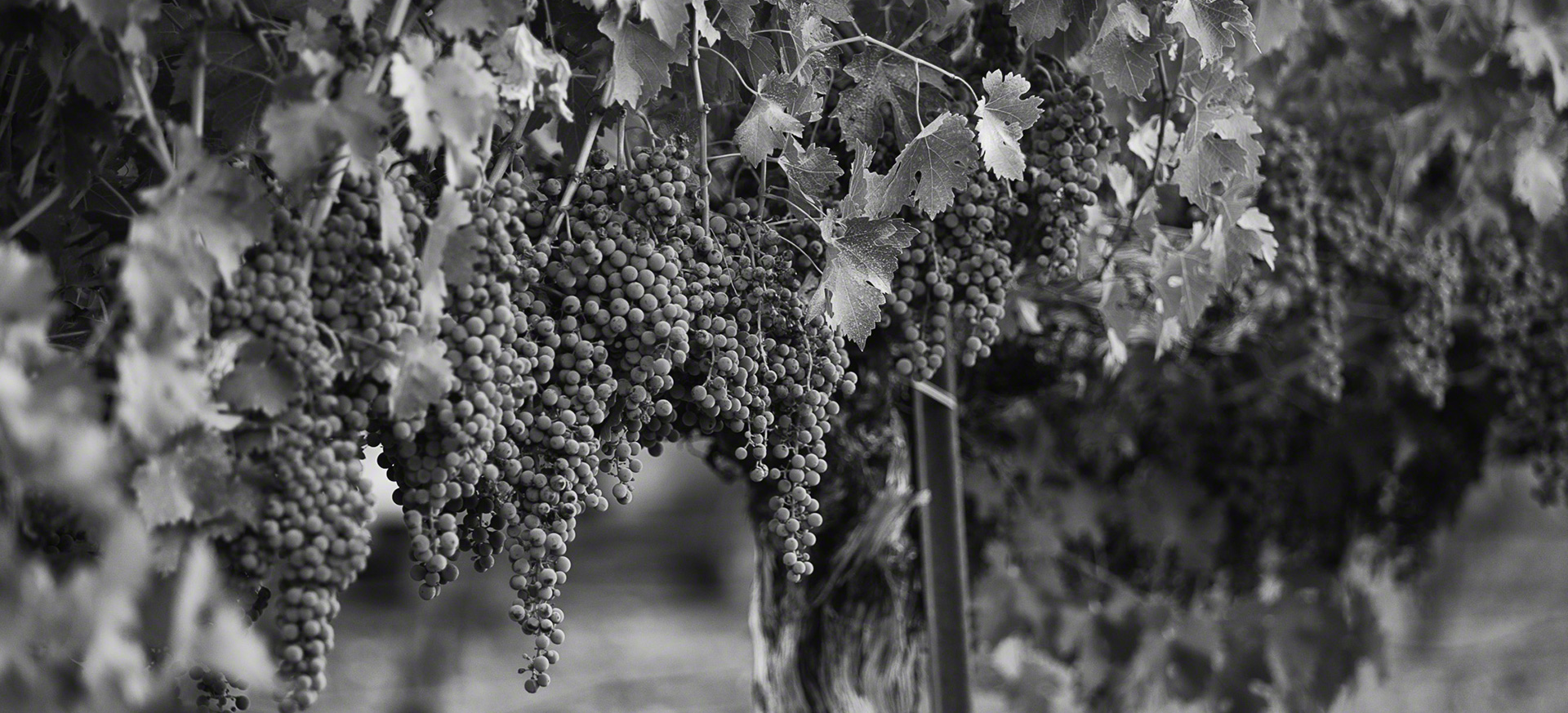 Our Vocation - Venge Vineyards